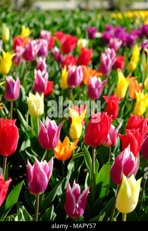 multi-colored tulip in the garden, spring Stock Photo - Alamy