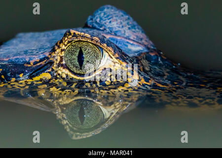 Portrait of caiman reflected in the water of a swamp, spectacled caiman ...