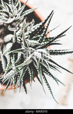 cactus flower modern interior background concept Stock Photo - Alamy