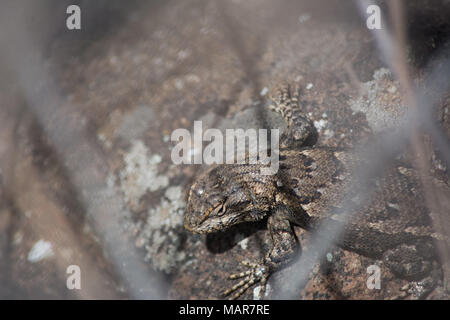 Prairie Lizard (Sceloporus consobrinus) from Jefferson County, Colorado ...
