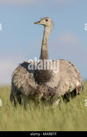 Greater Rhea - standing / Rhea americana Stock Photo - Alamy