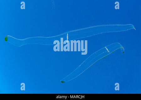 Venus girdle, cestid comb jelly (Cestum veneris) swimming. Cocos Island ...