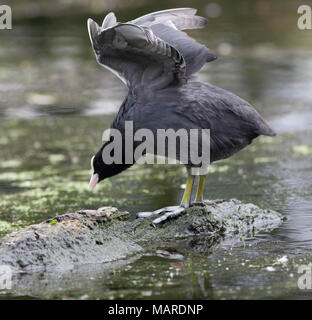 coot preening feathers Stock Photo - Alamy