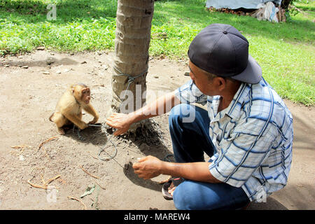 A monkey helped harvest and husking the coconut. Long-tailed monkeys or ...
