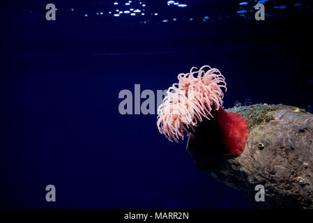 red sea anemone, sea tomato, actinaria, oceanario de Lisboa, Lisbon ...