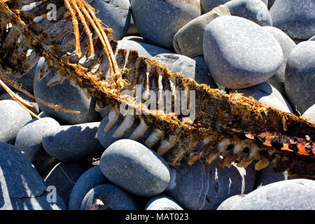 Detailed Rib Section of a Grey Seal Skeleton washed up on Greencliff ...