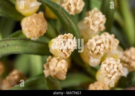Clusters of male flowers of the common yew tree Taxus baccata, March ...