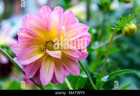 Beautiful pink dahlia in garden. A picture of the beautiful pink dahlia ...