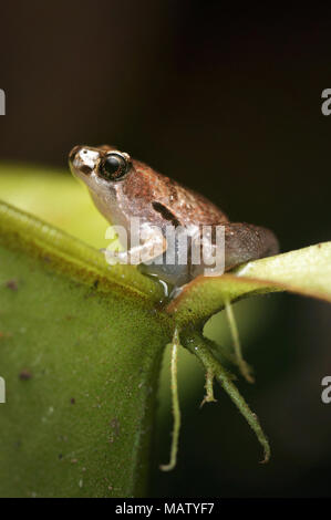 Borneo narrow-mouth frog - Microhyla borneensis Stock Photo - Alamy