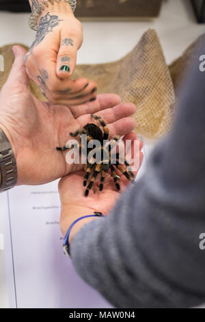 tarantula in a hand Stock Photo - Alamy