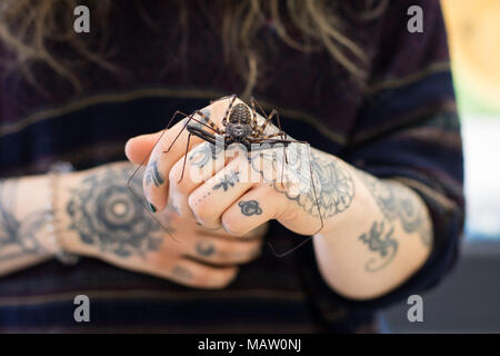 Whip Scorpion (vinegaroon , Thelyphonida Stock Photo - Alamy
