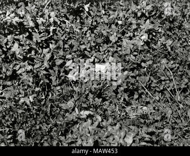 Soil in Kafue River Flats, South Rhodesia 1957 Stock Photo - Alamy