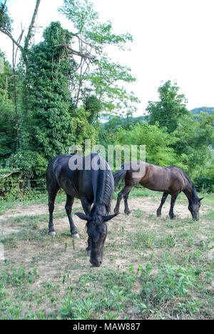 Meadow with horses grazing, Cortemilia, Piedmont - Italy Stock Photo ...