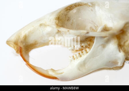 Chipmunk skull (Tamias striatus Stock Photo - Alamy