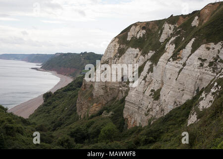 White cliffs at Branscombe coast, Devon, England Stock Photo - Alamy