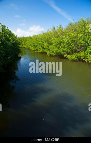 Mangrove wetland, Bear Point Sanctuary, Florida Stock Photo - Alamy