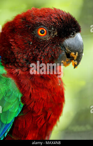 Red-breasted musk-parrot, Prosopeia tabuensis splendens, endemic to ...