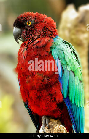 Red-breasted musk-parrot, Prosopeia tabuensis splendens, endemic to ...