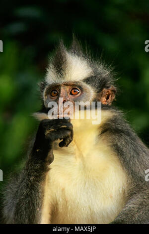 Portrait of Thomas leaf monkey (Presbytis thomasi) in Gunung Leuser ...