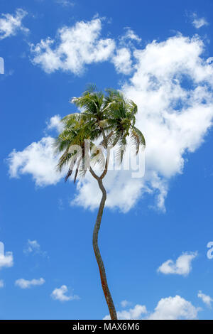 Double-headed coconut tree on Tongatapu island in Tonga. Tongatapu is ...