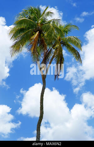 Double-headed coconut tree on Tongatapu island in Tonga. Tongatapu is ...