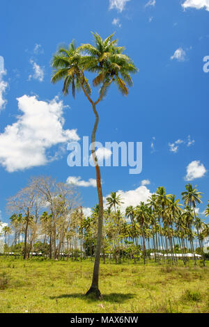 Double-headed coconut tree on Tongatapu island in Tonga. Tongatapu is ...