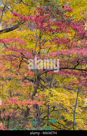 Fall color at Stephen A. Forbes State Park, Marion County, Illinois ...