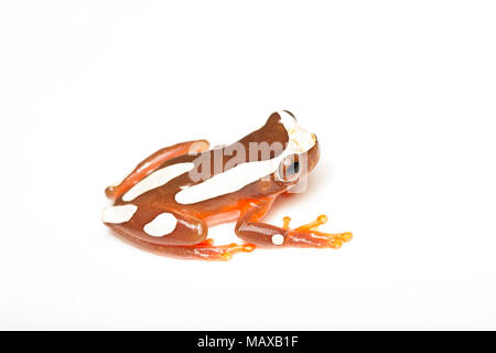 A Clown Frog (Dendropsophus leucophyllatus) in the Peruvian Amazon ...