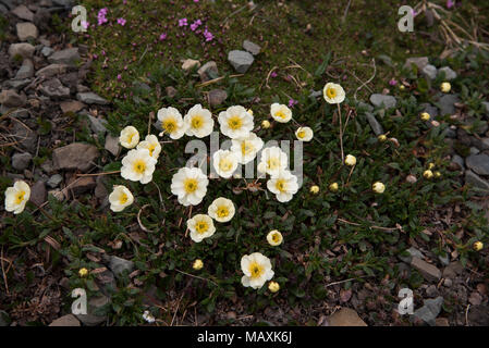 White Dryad flowering in Longyearbyen on Svalbard, which is an ...