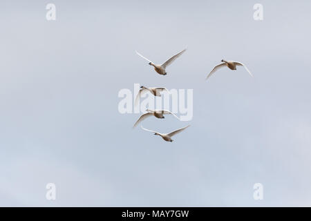 Flying Trumpeter swan migration at BC Canada Stock Photo - Alamy