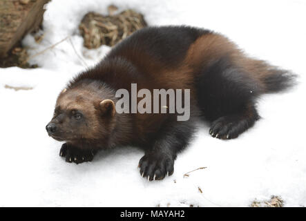 predator, glutton, wolverine, animal, mammal, brown, brownish, brunette ...