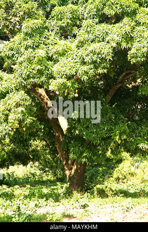 Mango Tree, Paraiba, Brazil Stock Photo - Alamy