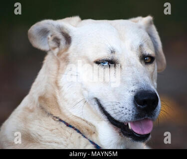 Portrait of dog with 2 different eyes colour Stock Photo - Alamy