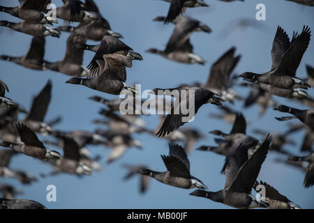Brant (Branta bernicla) group flying, Netherlands Stock Photo - Alamy