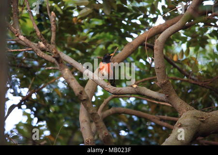Izu Islands thrush (Turdus celaenops) in Japan Stock Photo - Alamy