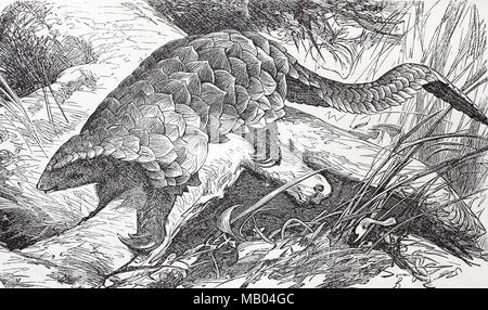 Temmincks ground pangolin (Manis temminckii) in natural habitat, South ...