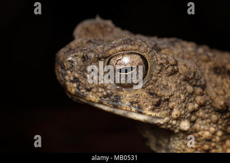 Java toad, Asian Giant Toad (Bufo asper), on a stone Stock Photo - Alamy