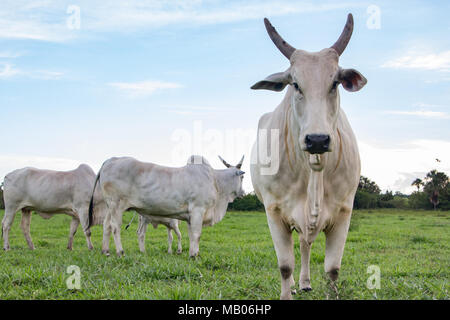 Gado Nelore na Fazenda Stock Photo - Alamy