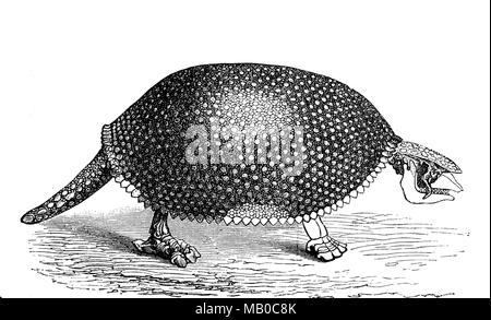 Glyptodon old drawing Stock Photo - Alamy