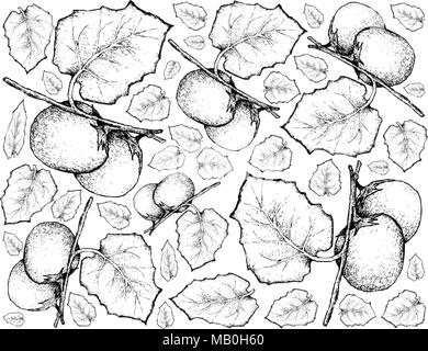 Cocona exotic fruit of tropical tree isolated sketch. Ripe orange ...