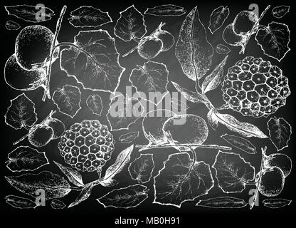 Cocona exotic fruit of tropical tree isolated sketch. Ripe orange ...