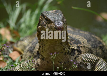 common Asiatic monitor, water monitor, common water monitor, Malayan ...