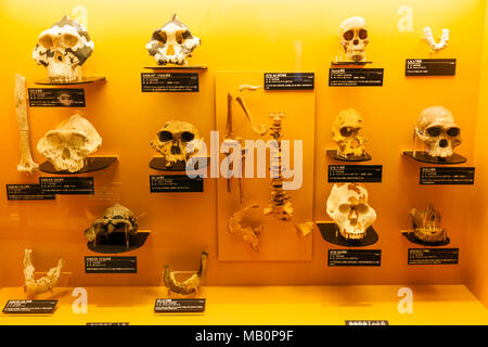 Prehistoric human skull Stock Photo - Alamy