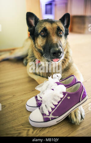 German shepherd protecting his owner's shoes Stock Photo - Alamy