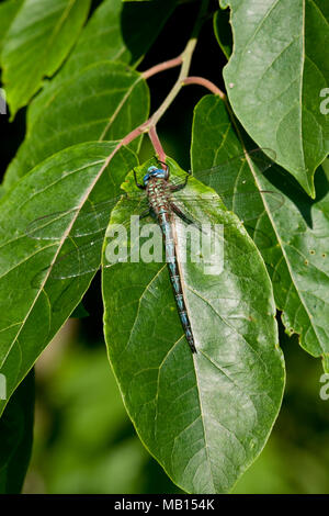Cyrano Darner (Nasiaeschna pentacantha) Insecta Stock Photo - Alamy