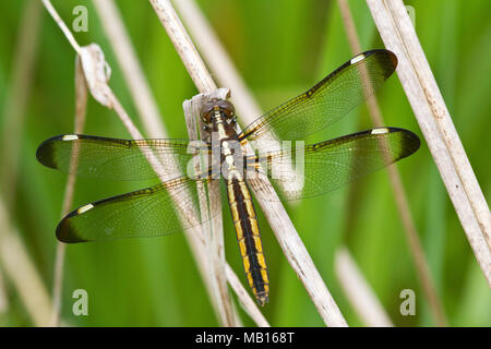 Spangled Skimmer dragonfly (Libellula cyanea) female perched near ...