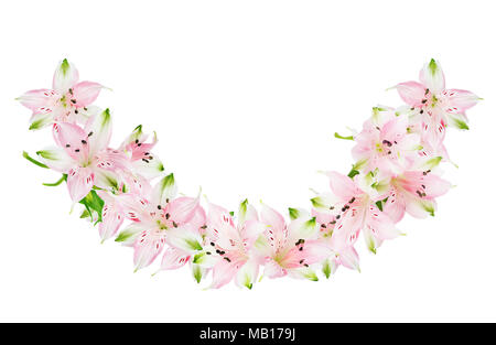 Pink alstroemeria flowers on a white background. Valentine's day ...