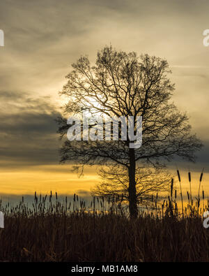 THE OAK AND THE REED Stock Photo - Alamy
