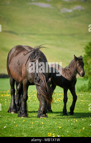 Fell pony mare and foal in Cumbria Stock Photo - Alamy
