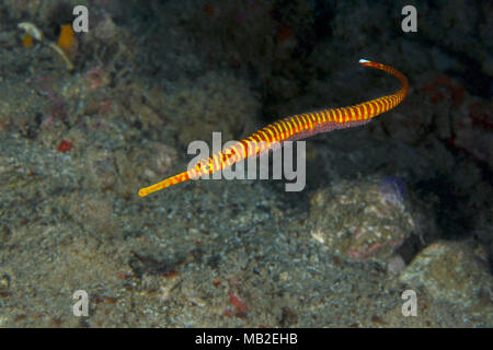 Banded pipefish in the Red Sea Stock Photo - Alamy